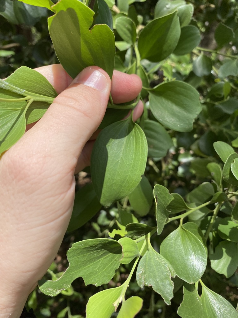 Broad Leaved Native Cherry from Florence Bay QLD 4819, Australia on ...