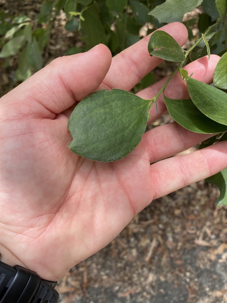Broad Leaved Native Cherry from Florence Bay QLD 4819, Australia on ...