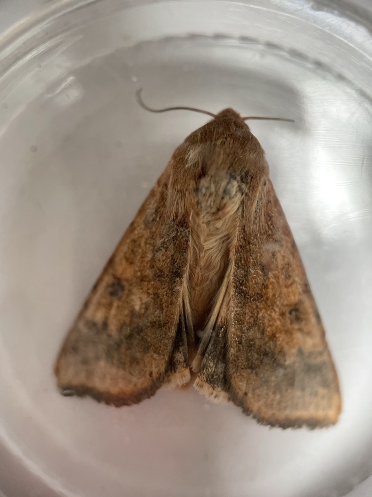 Cotton Bollworm Moth from Deuchar, QLD, AU on November 13, 2021 at 12: ...