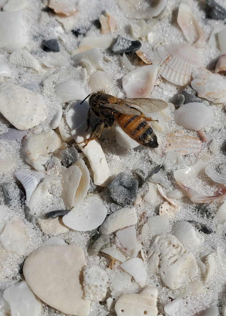 Western Honey Bee from Bradenton Beach, FL 34217, USA on November 07 ...