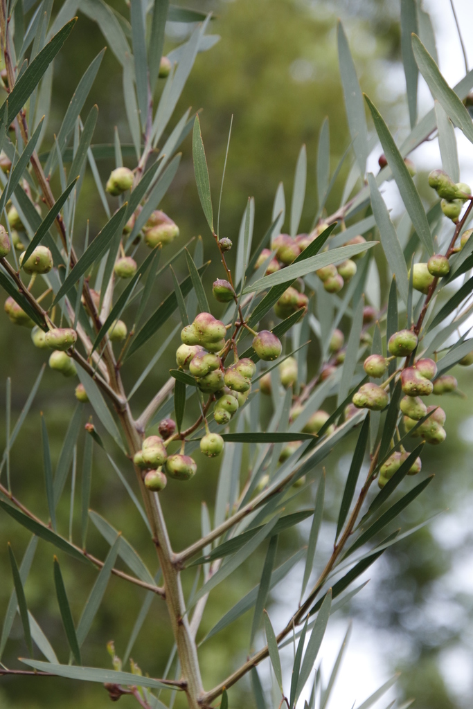 Longleaf Wattle Gall Wasp from Upper Tokai Park section of Table ...