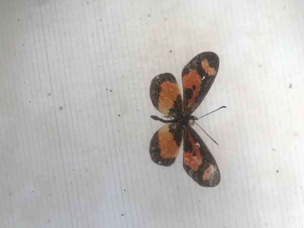 Orange-streak Acraea from RAB_Rubona station on September 08, 2021 at ...