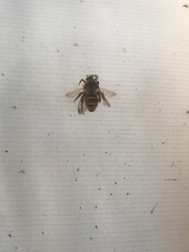 Nomiine bees from RAB_Rubona station on November 03, 2021 at 01:51 PM ...