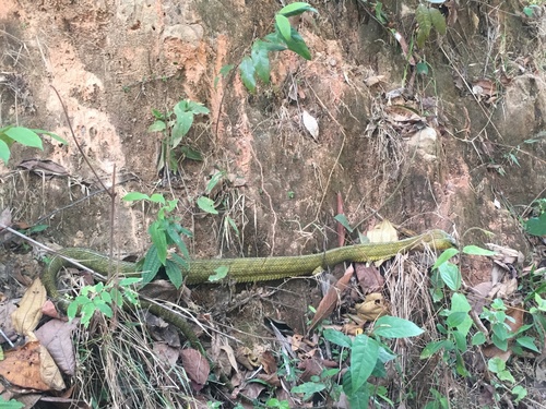 Amazon Puffing Snake (Spilotes sulphureus) - Snakes and Lizards