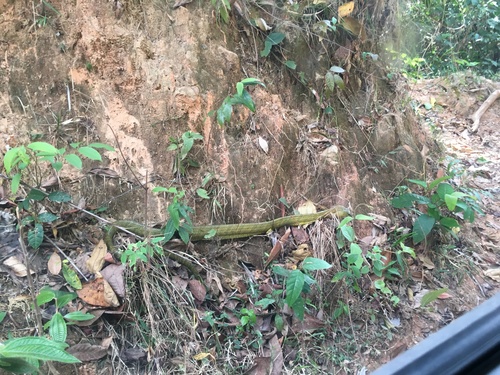 Amazon Puffing Snake (Spilotes sulphureus) - Snakes and Lizards