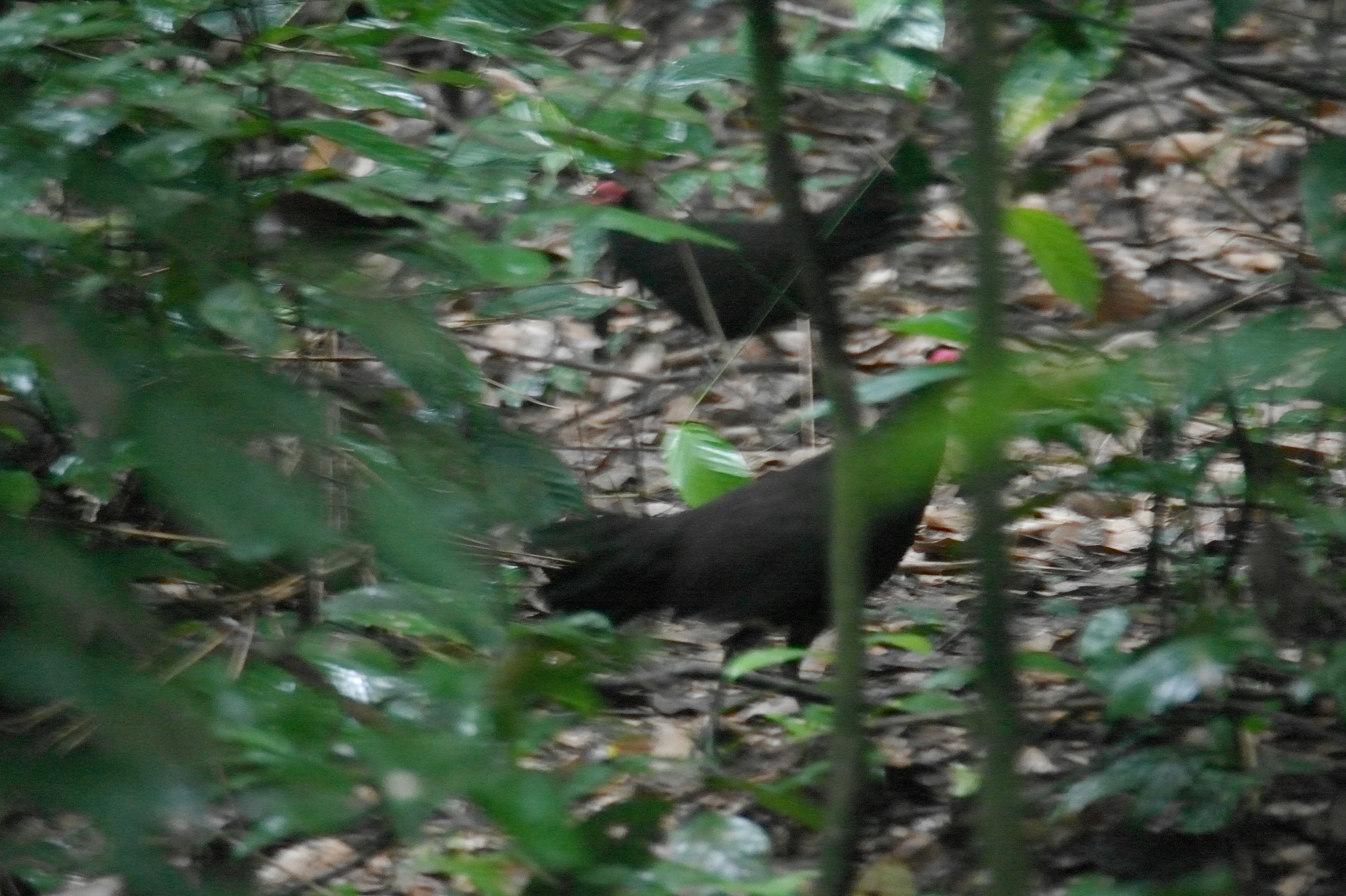 Agelastes niger (Cassin, 1857)