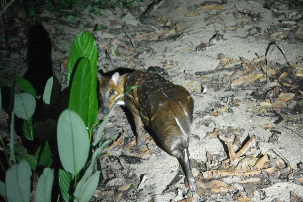 Water Chevrotain (Hyemoschus aquaticus) - Know Your Mammals