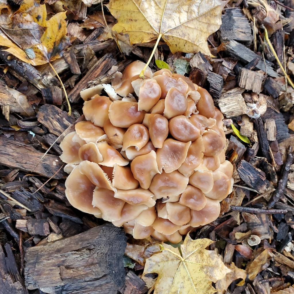 Cluster Cap from Milton, MA, USA on November 15, 2021 at 07:28 AM by ...