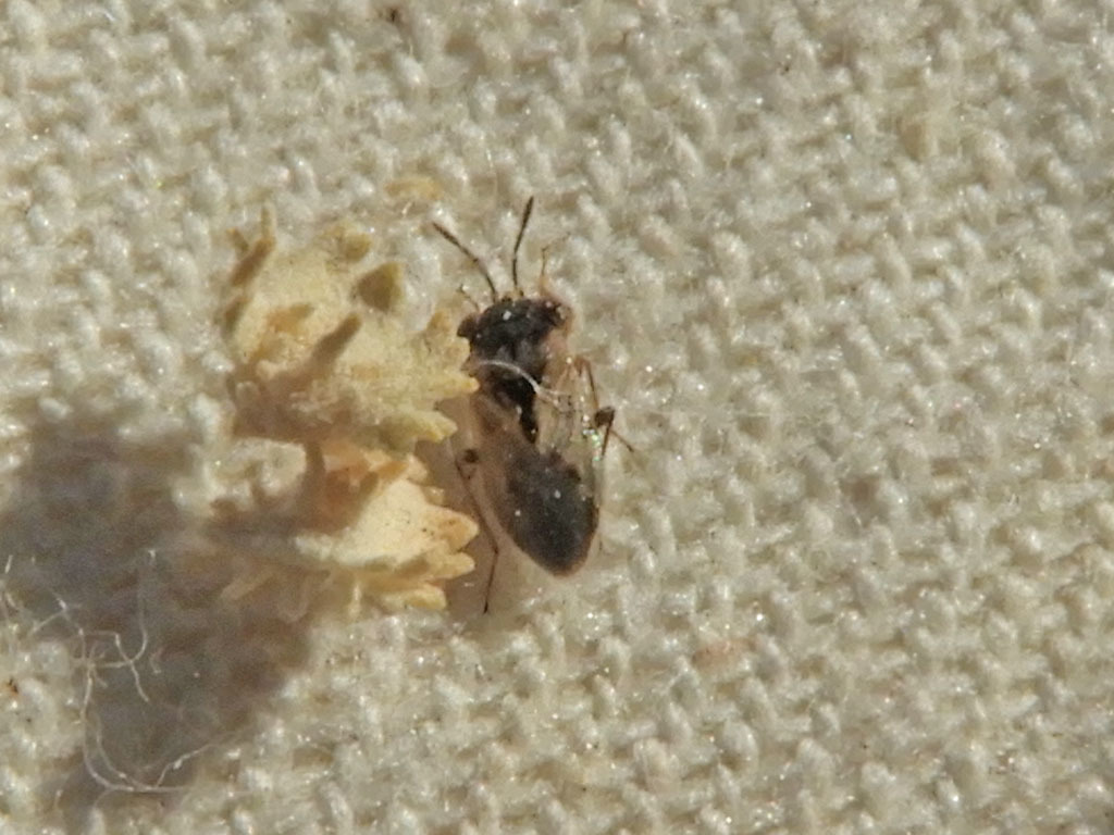 Geocoris from Robbins Butte Area, Maricopa Co., Arizona on November 06 ...