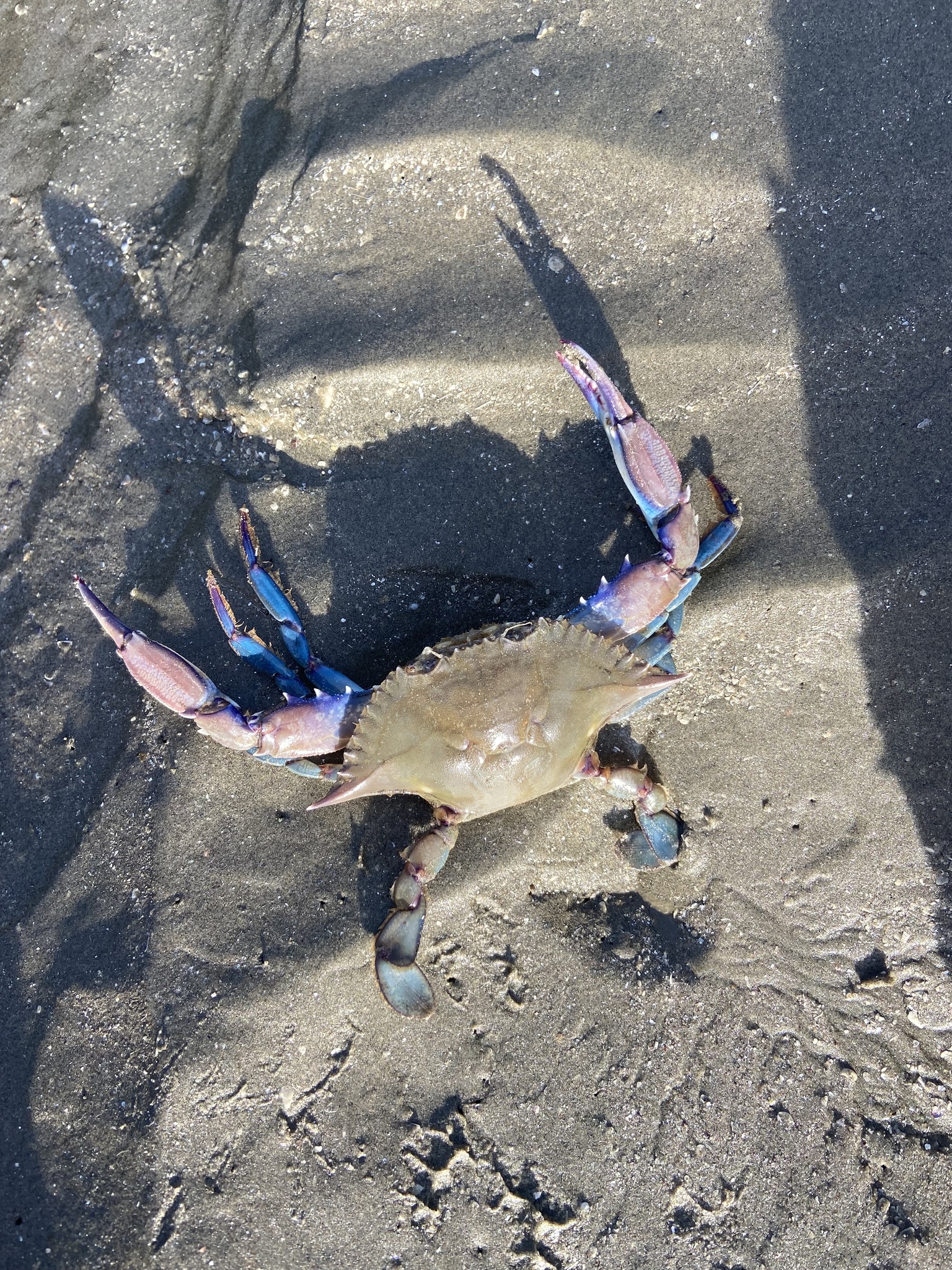 Callinectes danae Smith, 1869