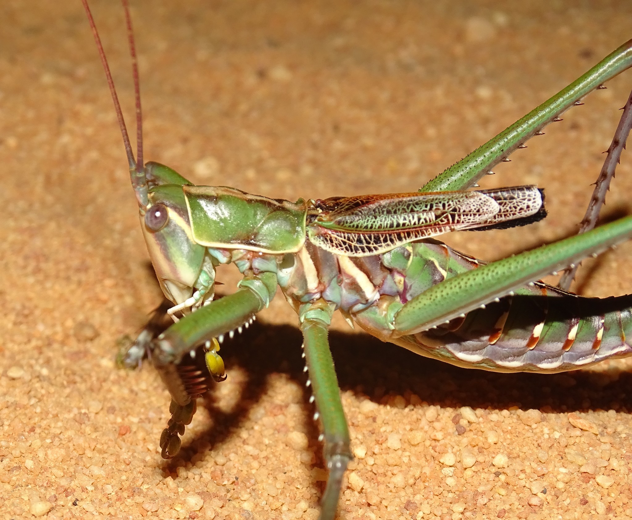 Clonia melanoptera (Linnaeus, 1758)