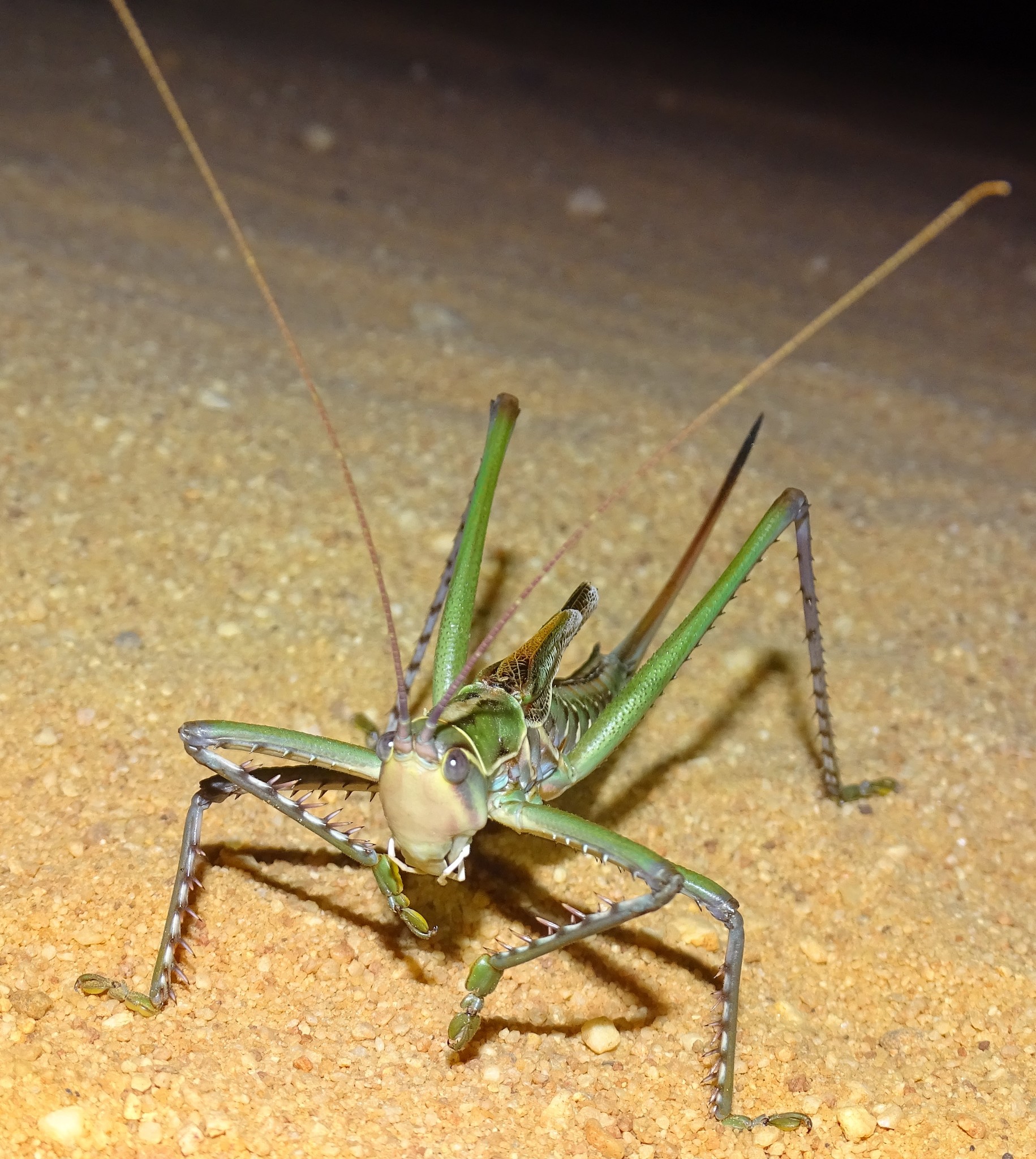 Clonia melanoptera (Linnaeus, 1758)