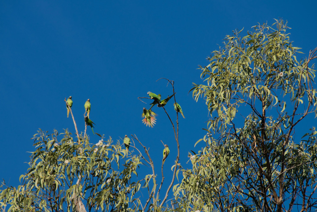 Blue-crowned Parakeet in November 2021 by Pedro · iNaturalist
