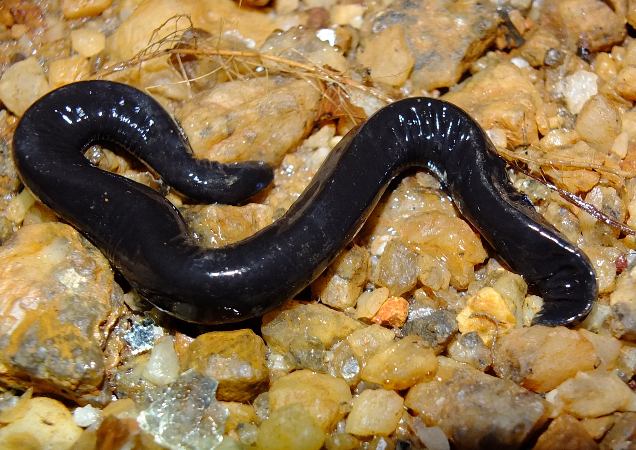 Typhlonectes Peters, 1880