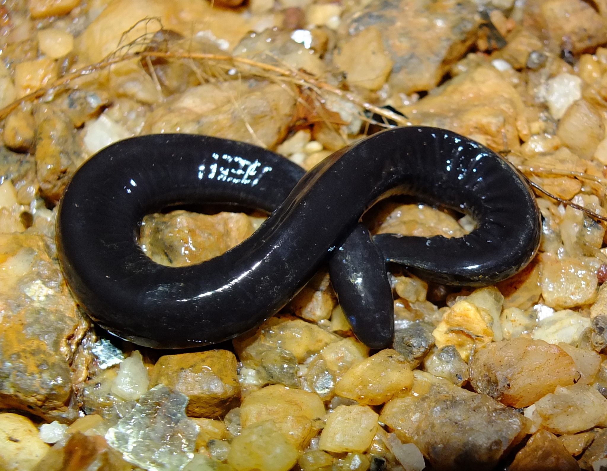 Typhlonectes Peters, 1880