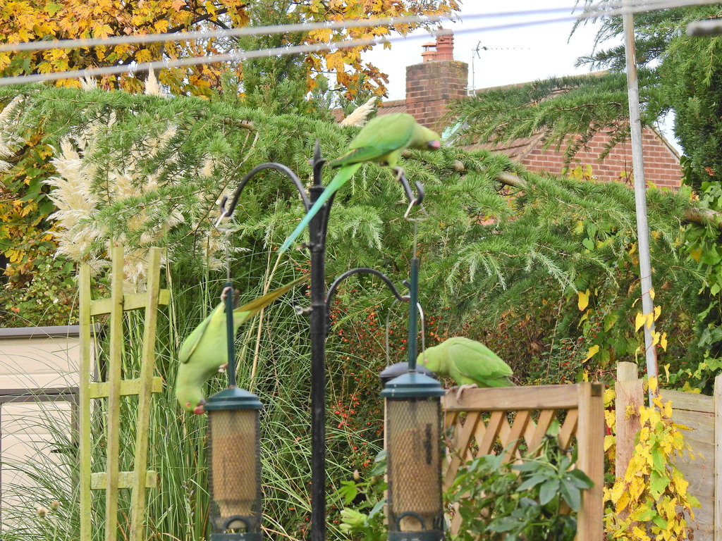 Rose-ringed Parakeet from 8 Millcroft Road, Woolton, Liverpool, UK on ...