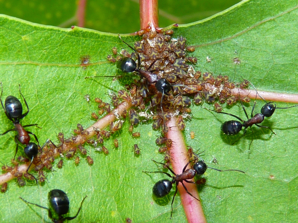 New York Carpenter Ant from Tallmadge on August 31, 2012 by Rob Curtis ...