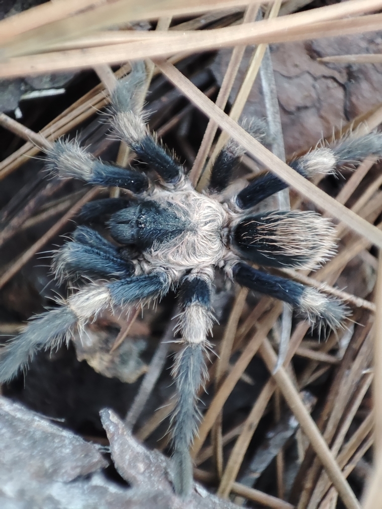 Mexican Dwarf Redleg Tarantula from Zapopan, Jal., México on November ...