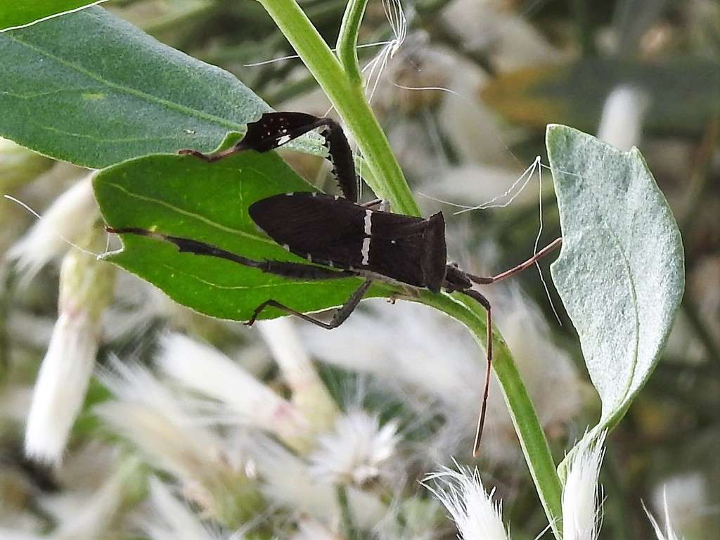Eastern Leaf-footed Bug from Arthur R. Marshall Trl, Florida 33472, USA ...