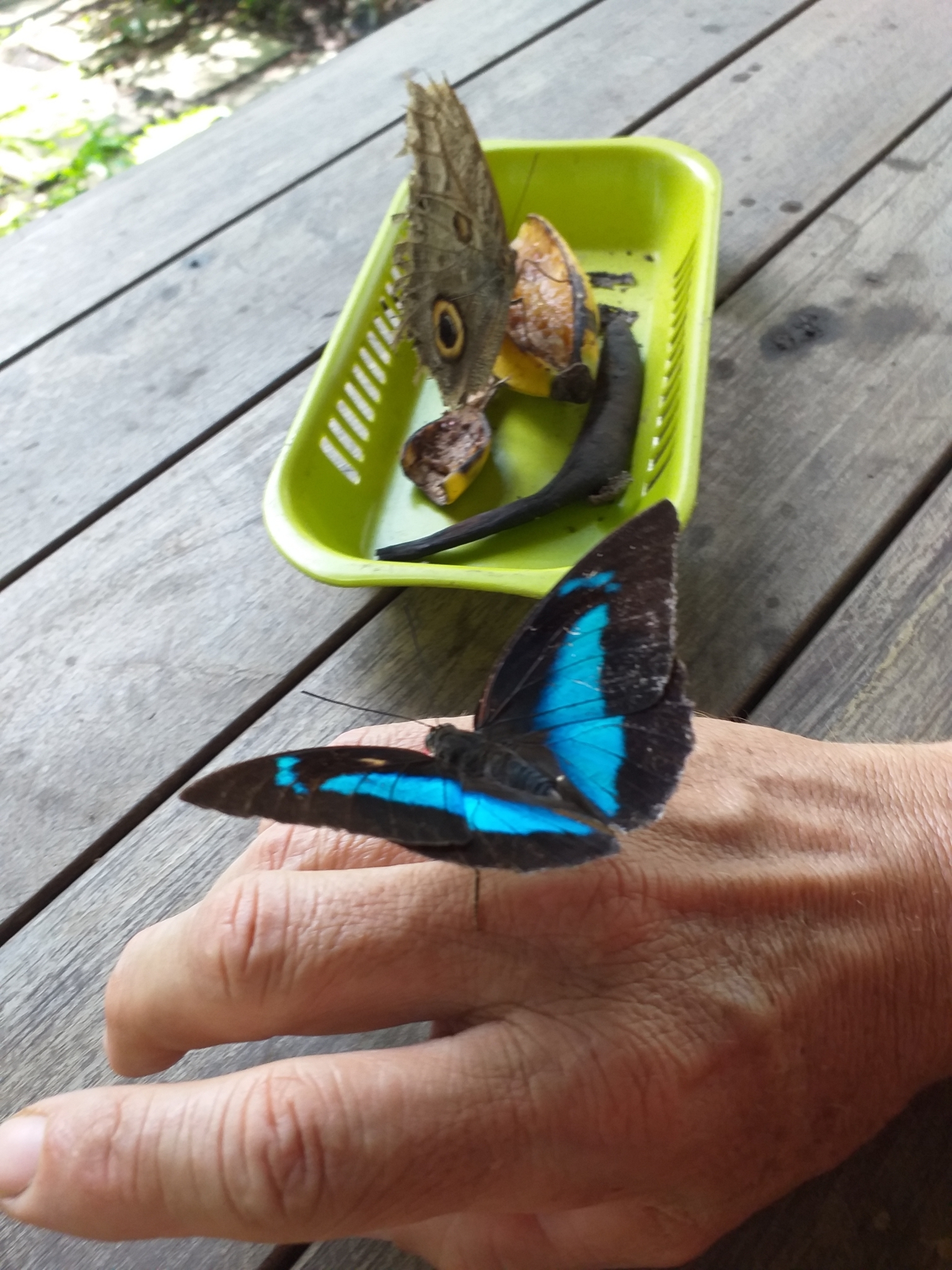 Archaeoprepona amphimachus (Fabricius, 1775)