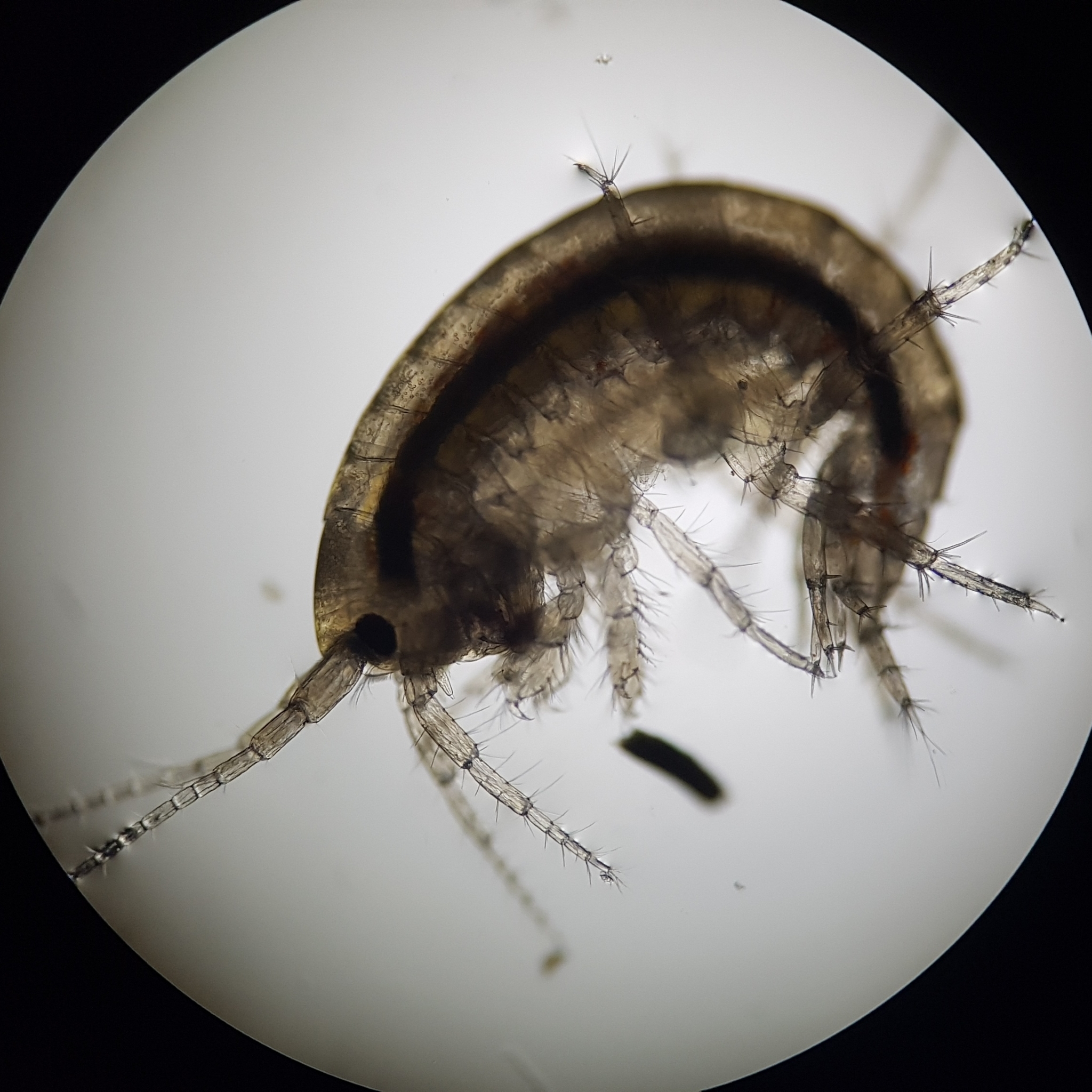 Gammarus fossarum Koch, 1836