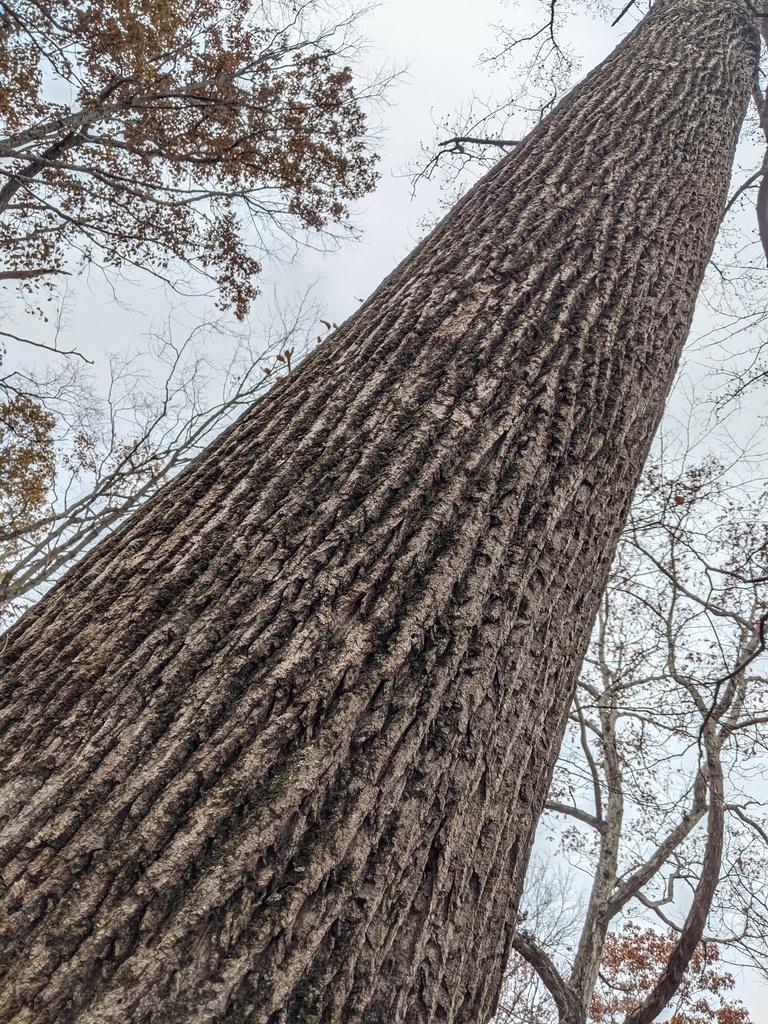 tulip tree from Lawrence, Indiana, United States on November 13, 2021 ...