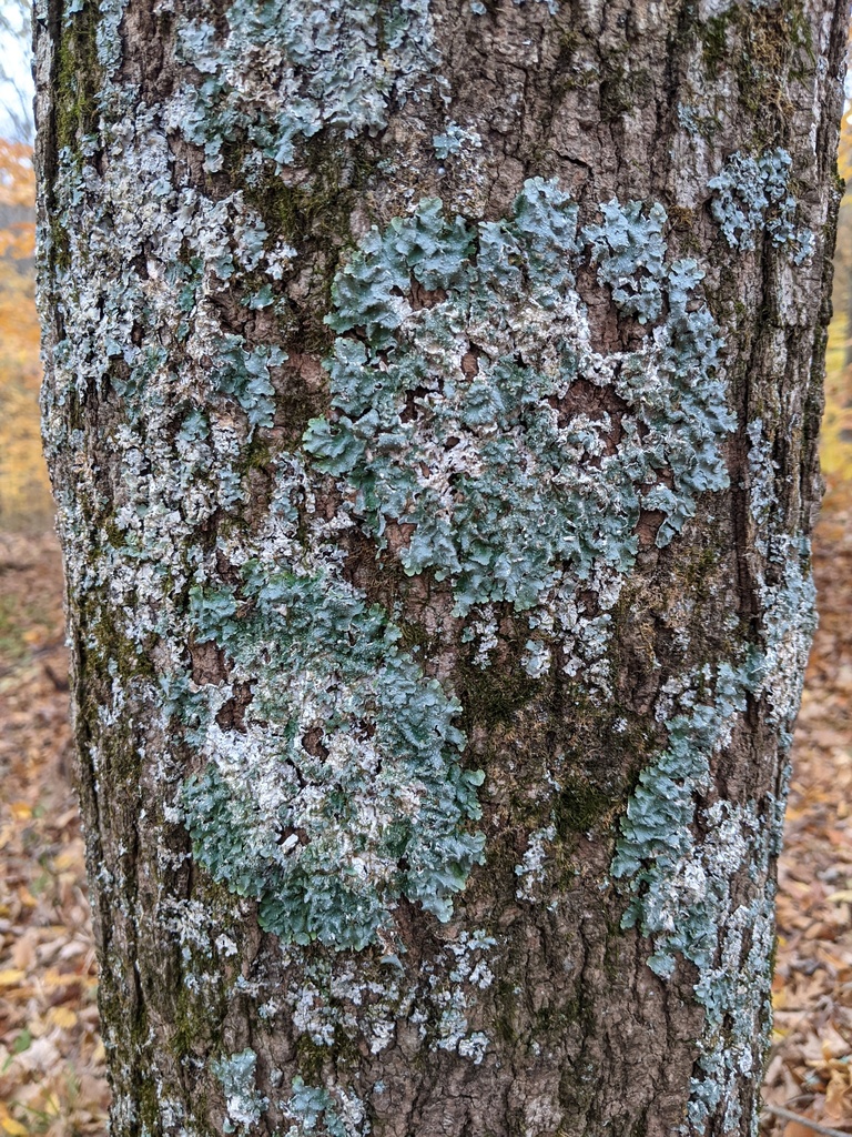 Speckled Shield Lichens from Lawrence, Indiana, United States on ...