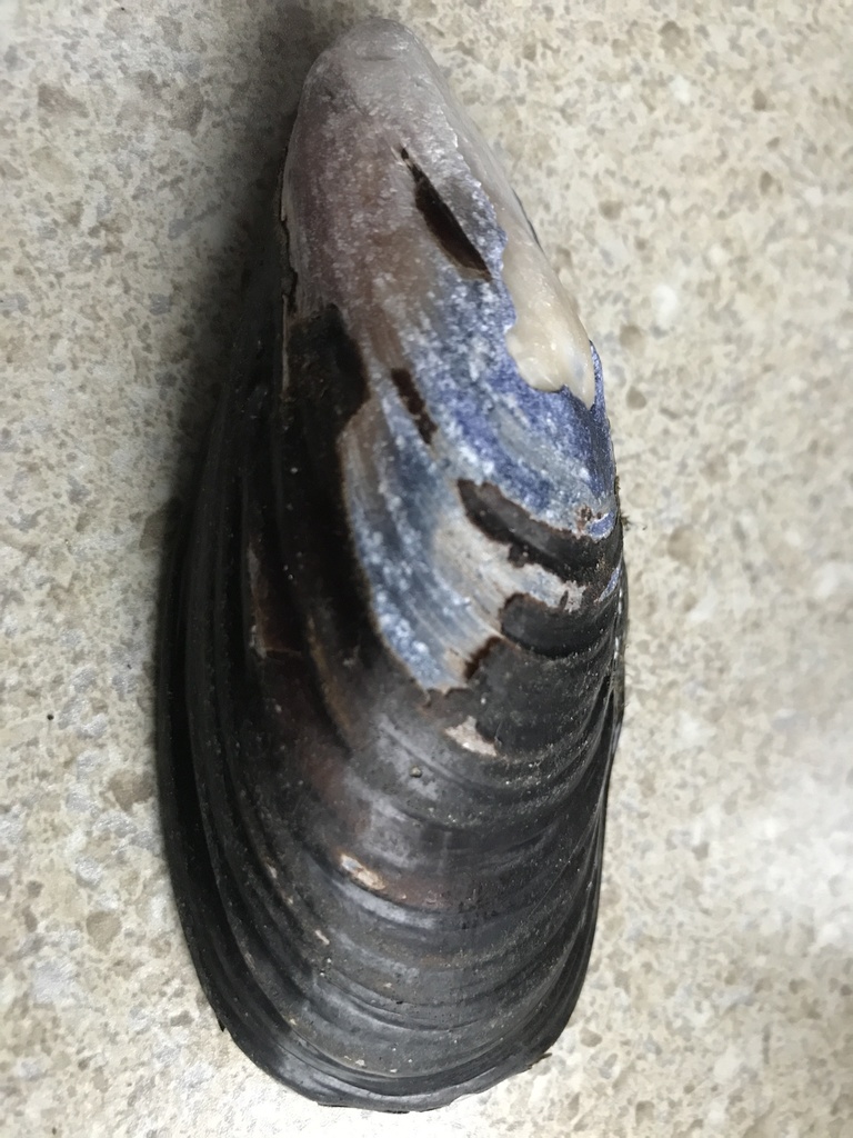 Black Mussels from Cape Kiwanda Dr, Pacific City, OR, US on November 15 ...