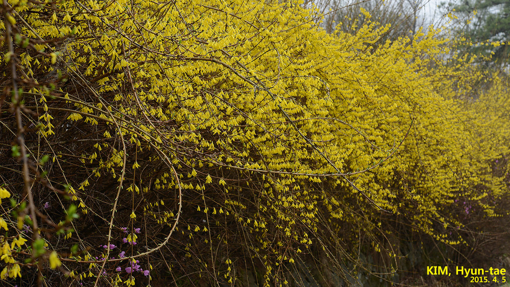 Korean goldenbell tree (Forsythia koreana) - Botanical Realm
