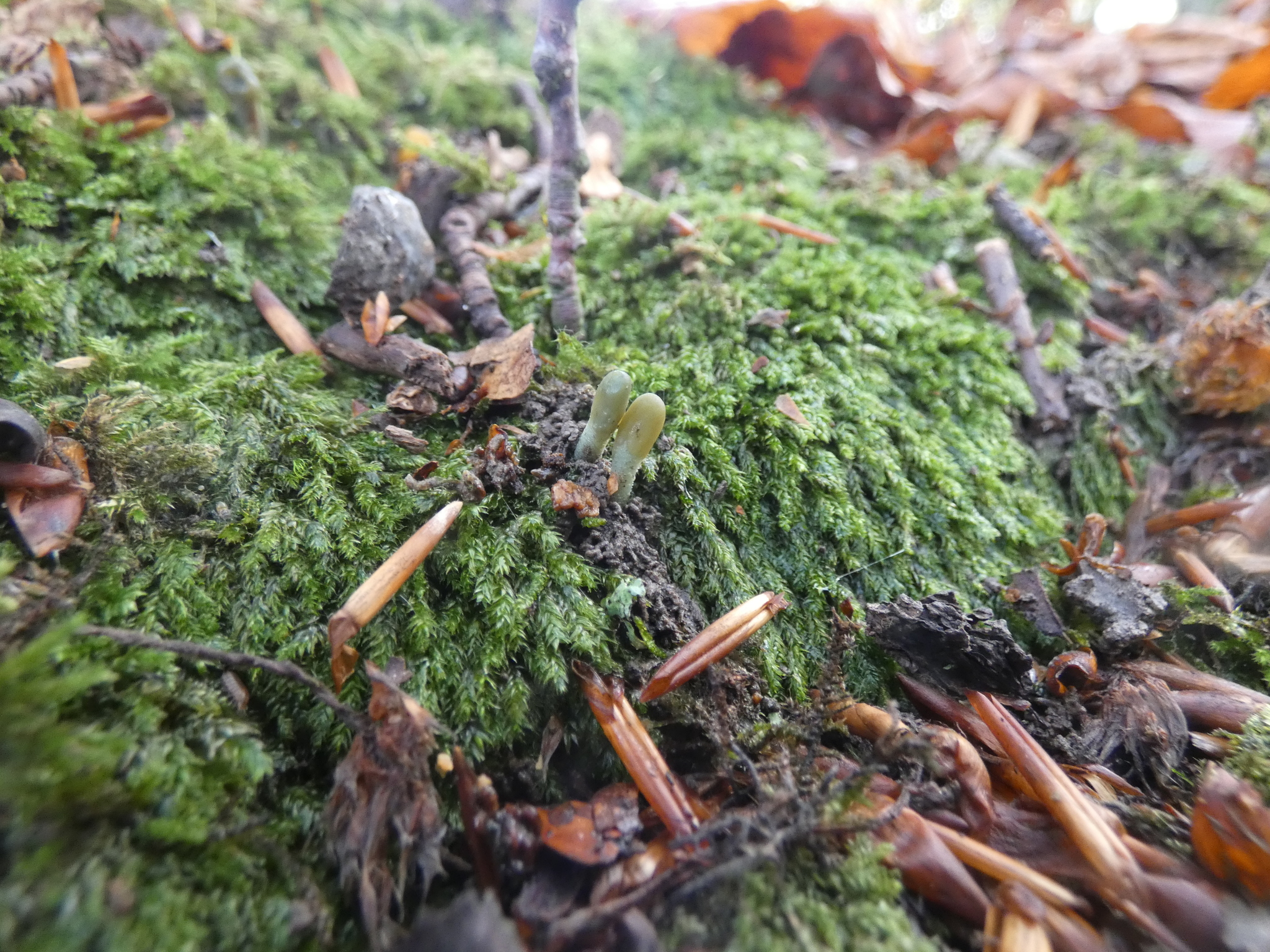 Microglossum viride (Pers.) Gillet