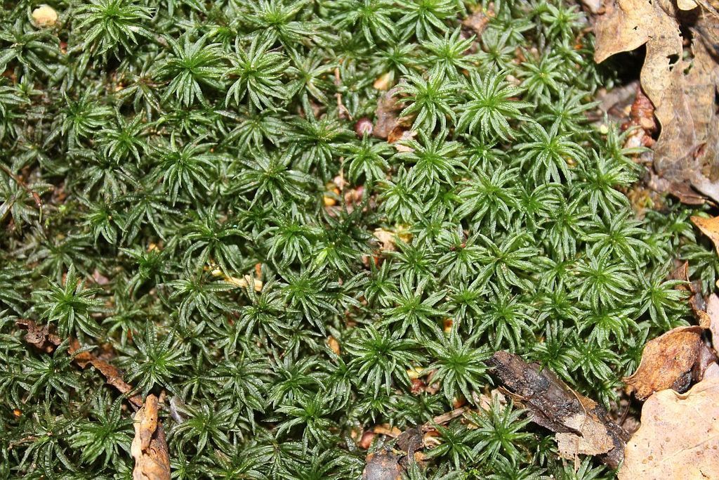Catherine's moss from Ham Dingle NR, Stourbridge, UK on November 14 ...