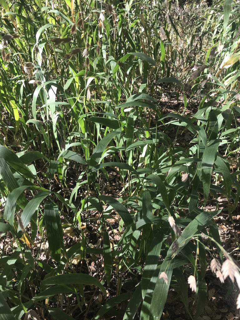 inland wood oats from E Washington St, Stephenville, TX, US on November ...