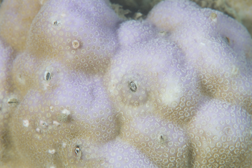 Coral barnacles (Pyrgomatidae)