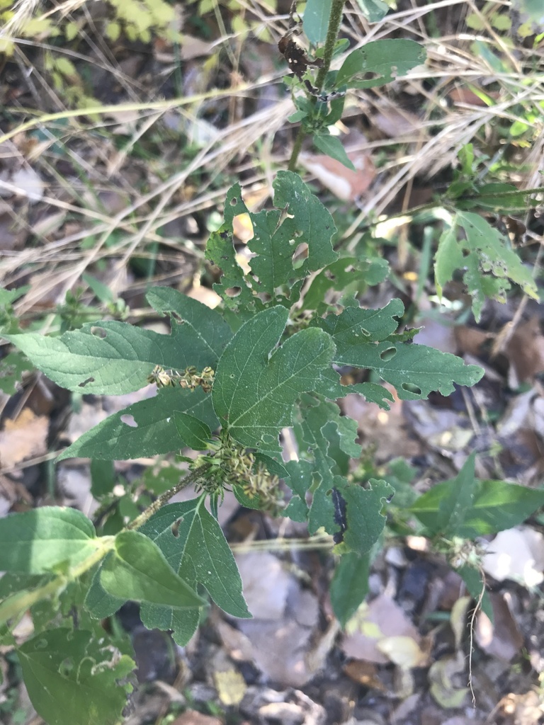 giant ragweed from E Washington St, Stephenville, TX, US on November 15 ...