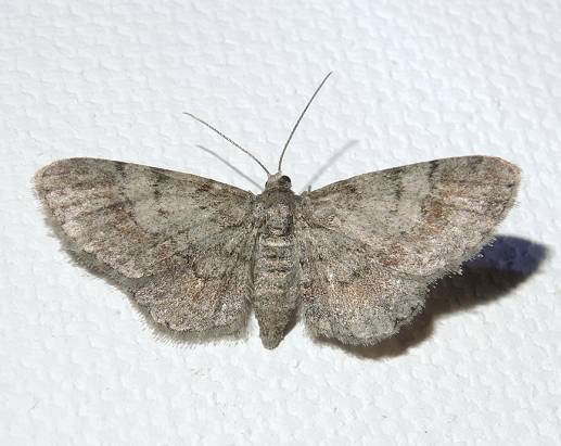 Texas Gray in July 2020 by privatenoaccess · iNaturalist