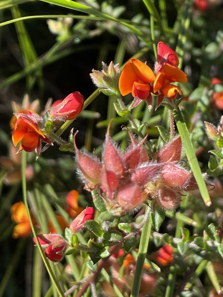 (Oxylobium cordifolium) - Botanical Realm