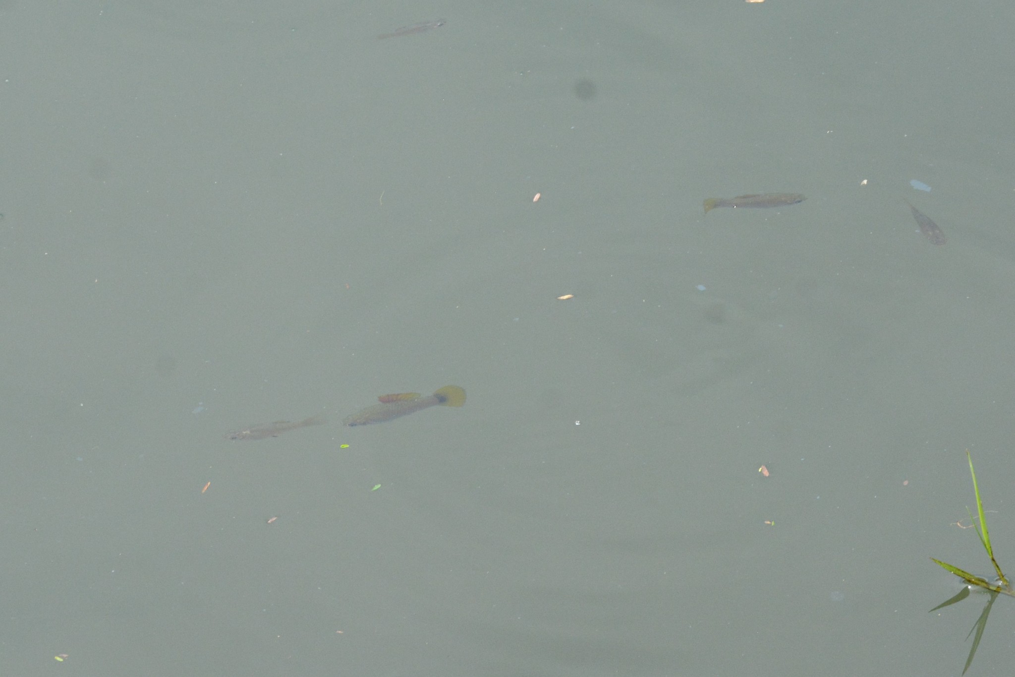 Poecilia gillii (Kner, 1863)