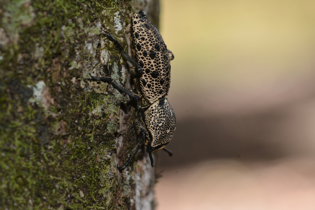 Zopherus jourdani from Puntarenas Province, Monteverde, Costa Rica on ...