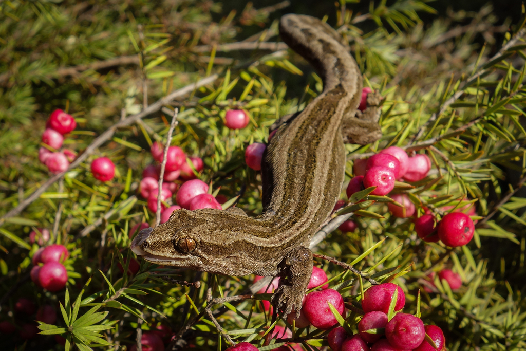Matapia Gecko (Lizards of Aotearoa ) · iNaturalist