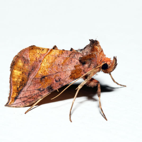 Straight-lined Looper Moth from Groton yard, MA, USA on July 17, 2015 ...