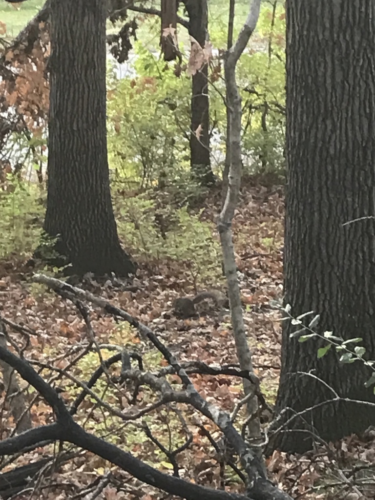 Eastern Gray Squirrel from Capen Park Dr, Columbia, MO, US on November ...