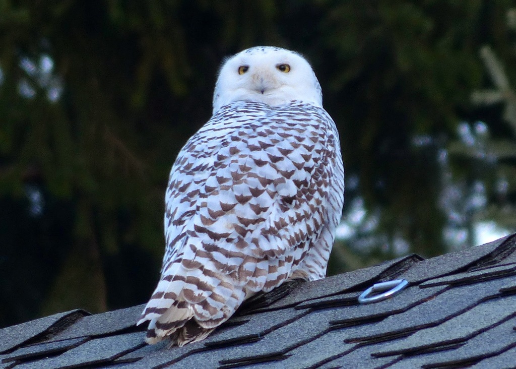 Snowy Owl from 107 SW Brugger St, Portland, OR 97219, USA on December ...