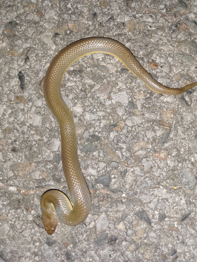 Rice Paddy Snake from V2J7+QX6, Suranari, Mueang Nakhon Ratchasima ...