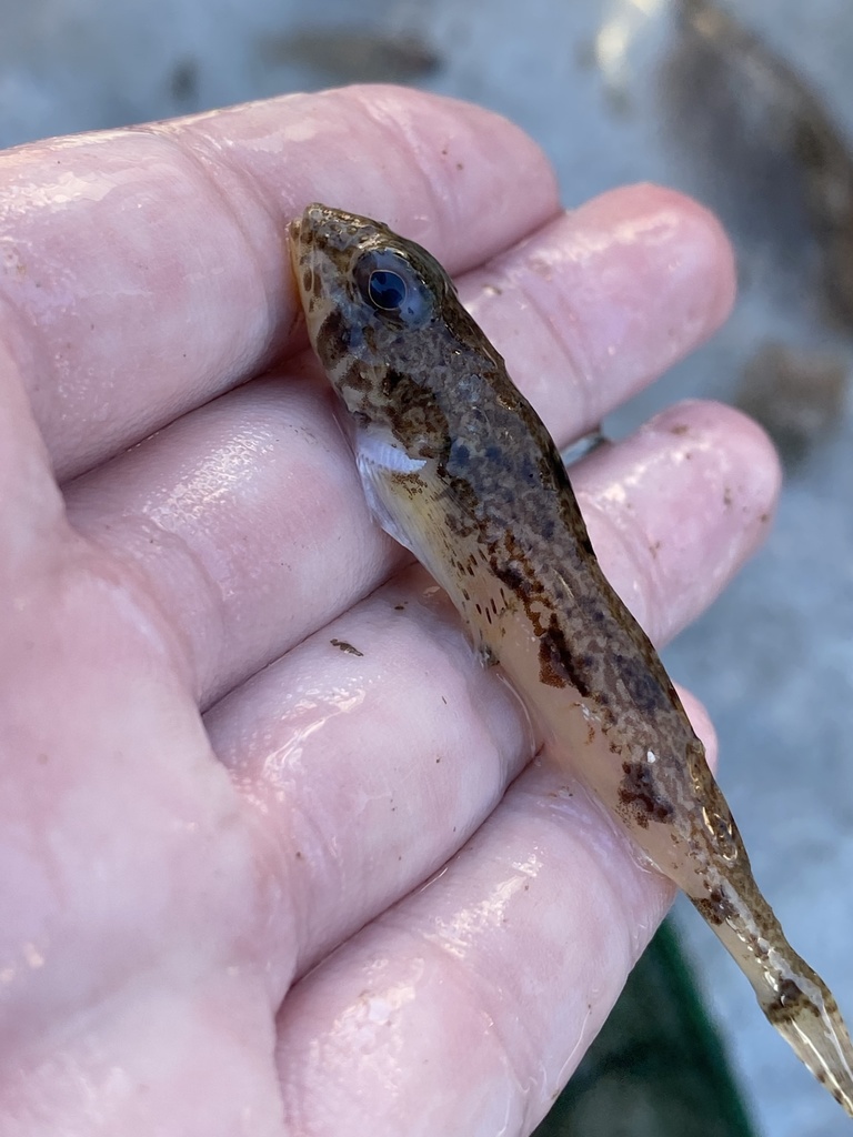 Yellowchin Sculpin (Icelinus quadriseriatus) - Marine Life Identification