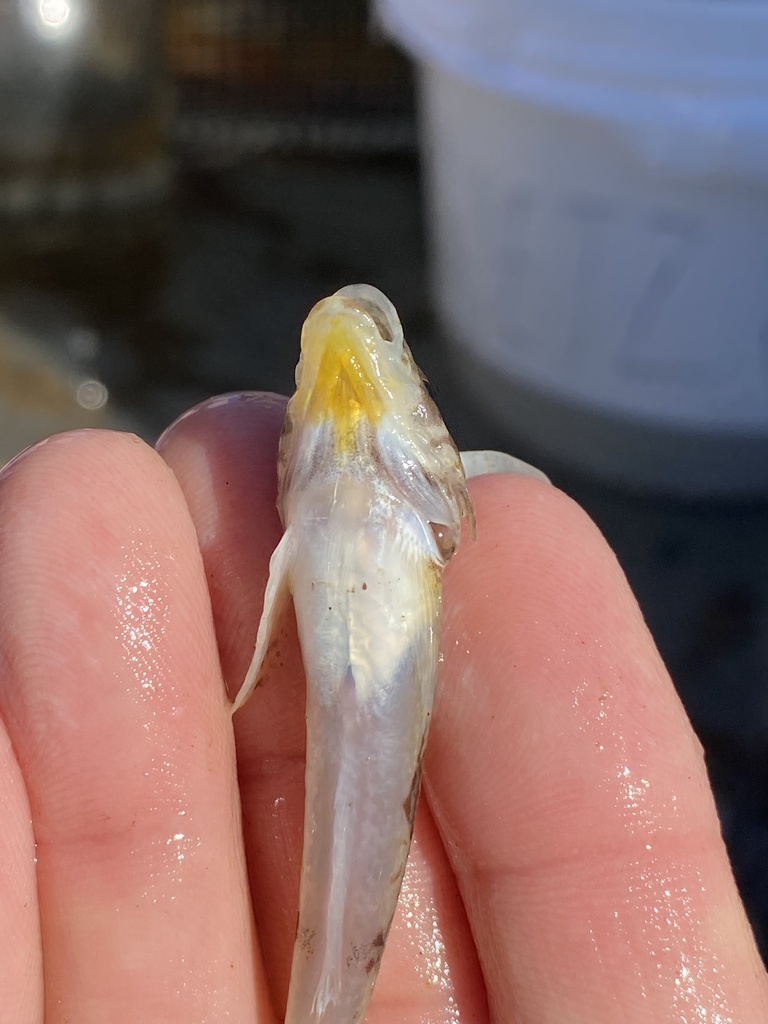 Yellowchin Sculpin (Icelinus quadriseriatus) - Marine Life Identification