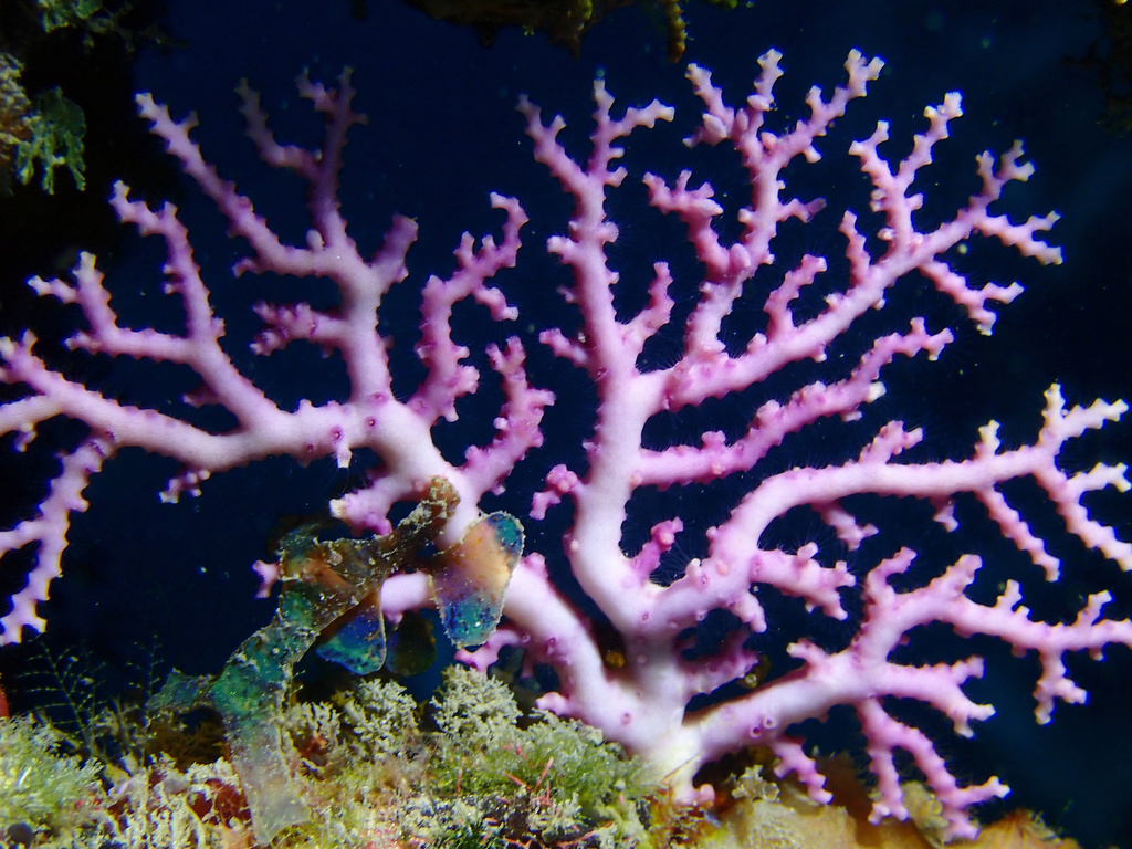 Rose Lace Coral (Caribbean Shallow Water Stony Corals Commonly Seen ...