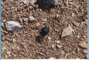 Black Bladder-bodied Meloid from Orinda by jacquelincardenas · iNaturalist