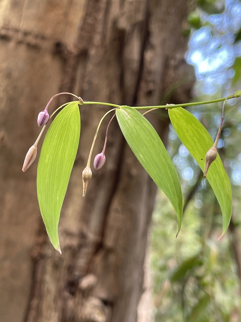 Wombat Berry from Field of Mars Reserve, Ryde, NSW, AU on November 16 ...