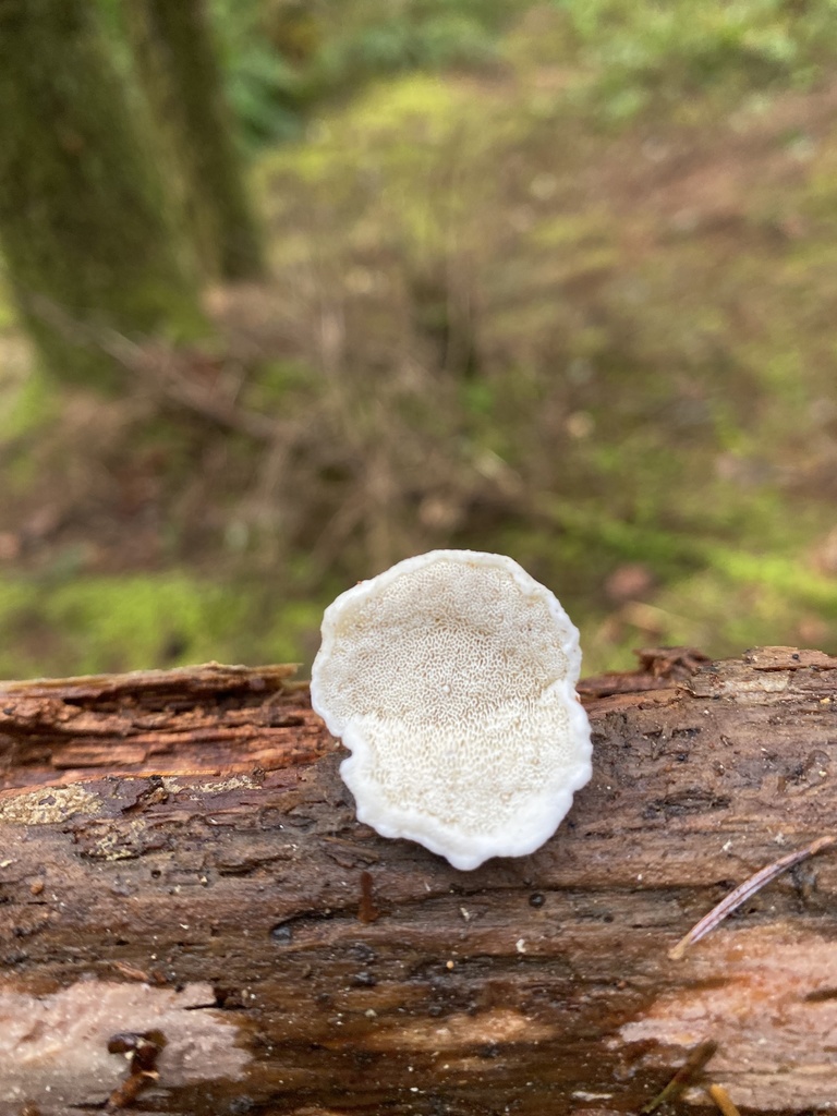 brown-staining cheese polypore from Lynda Ln, Trinidad, CA, US on ...