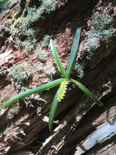 Octarrhena pusilla · iNaturalist